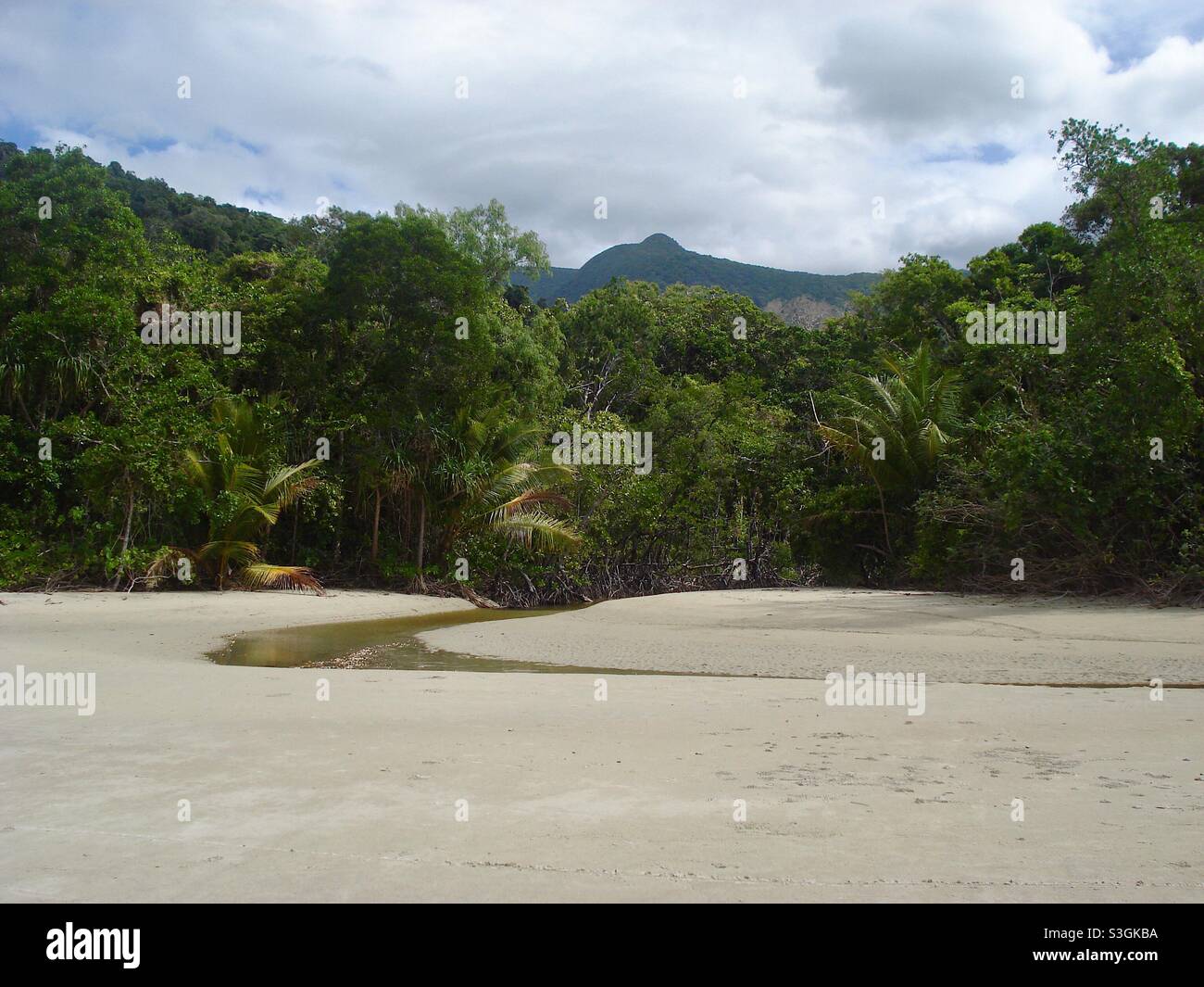 Palm trees beach forest hi-res stock photography and images - Alamy
