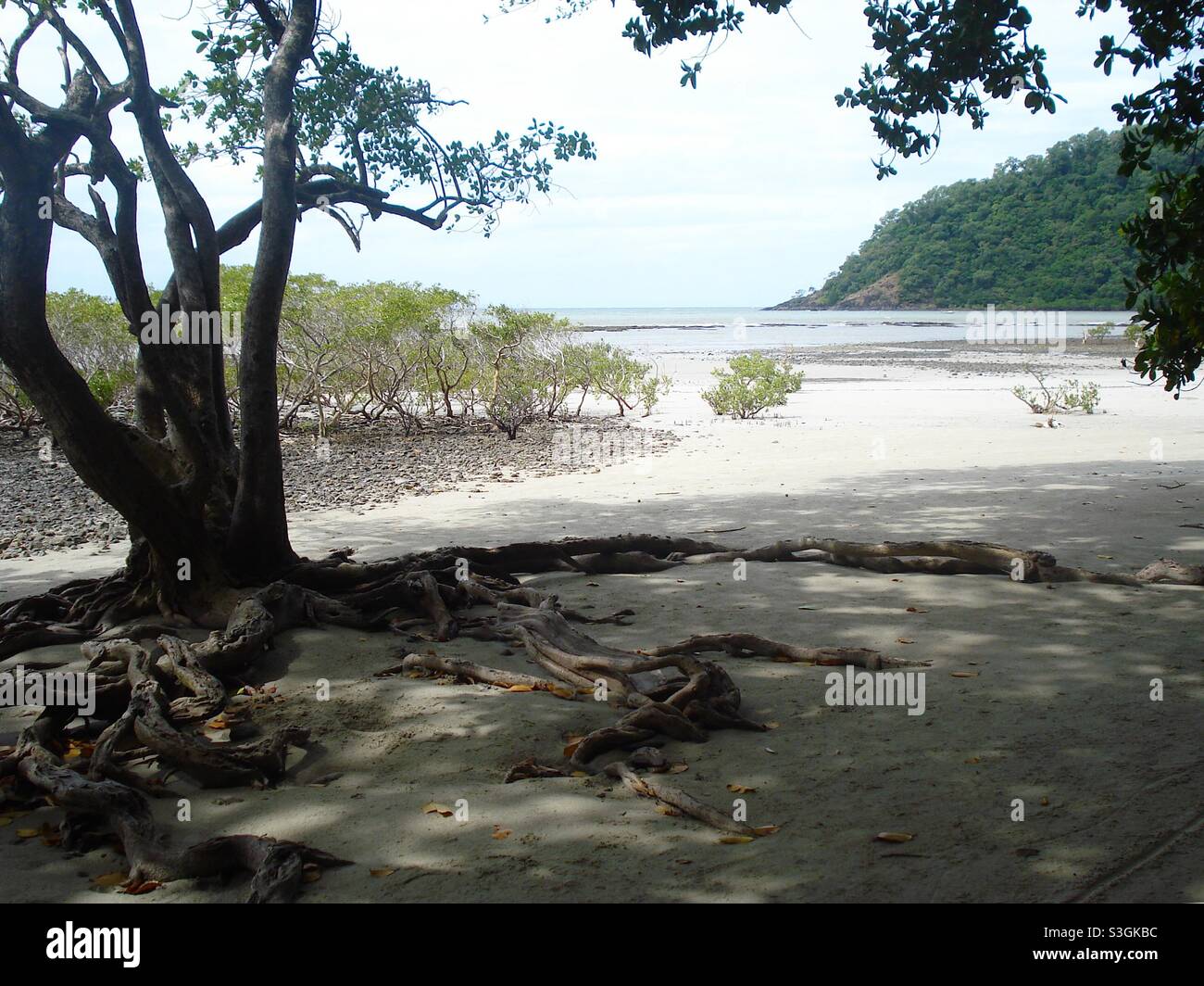 Coastal roots hi-res stock photography and images - Alamy