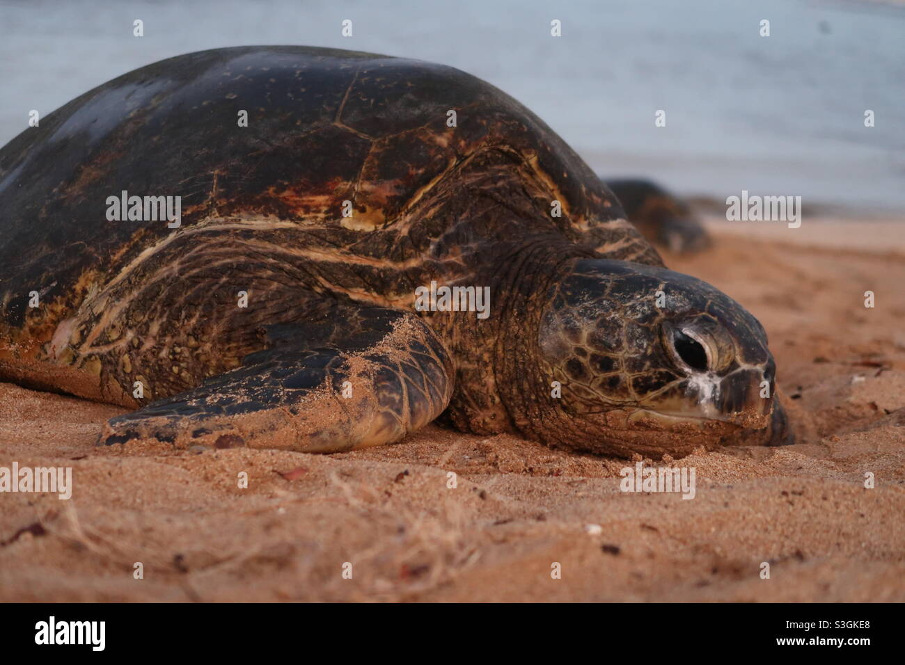 Turtle on beach hi-res stock photography and images - Alamy