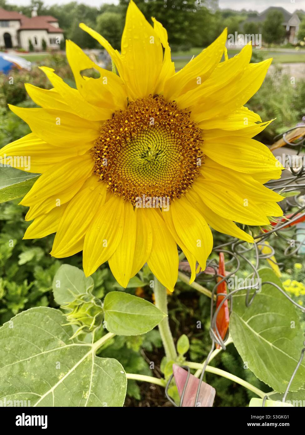 Single yellow sunflower hi-res stock photography and images - Alamy