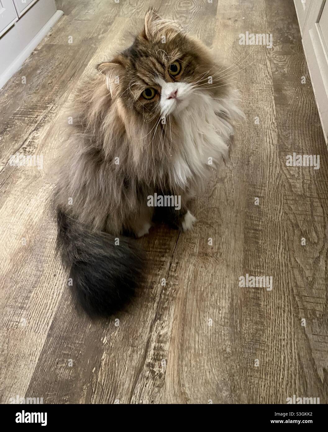 Simba Pose High Resolution Stock Photography and Images - Alamy