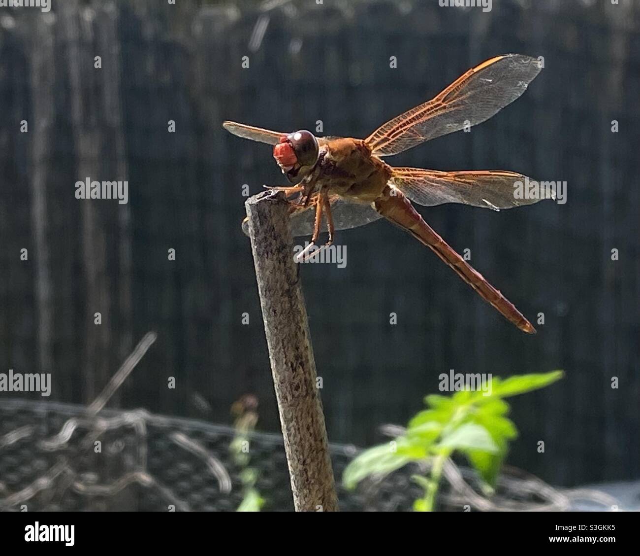 Orange skimmer dragonfly hi-res stock photography and images - Alamy