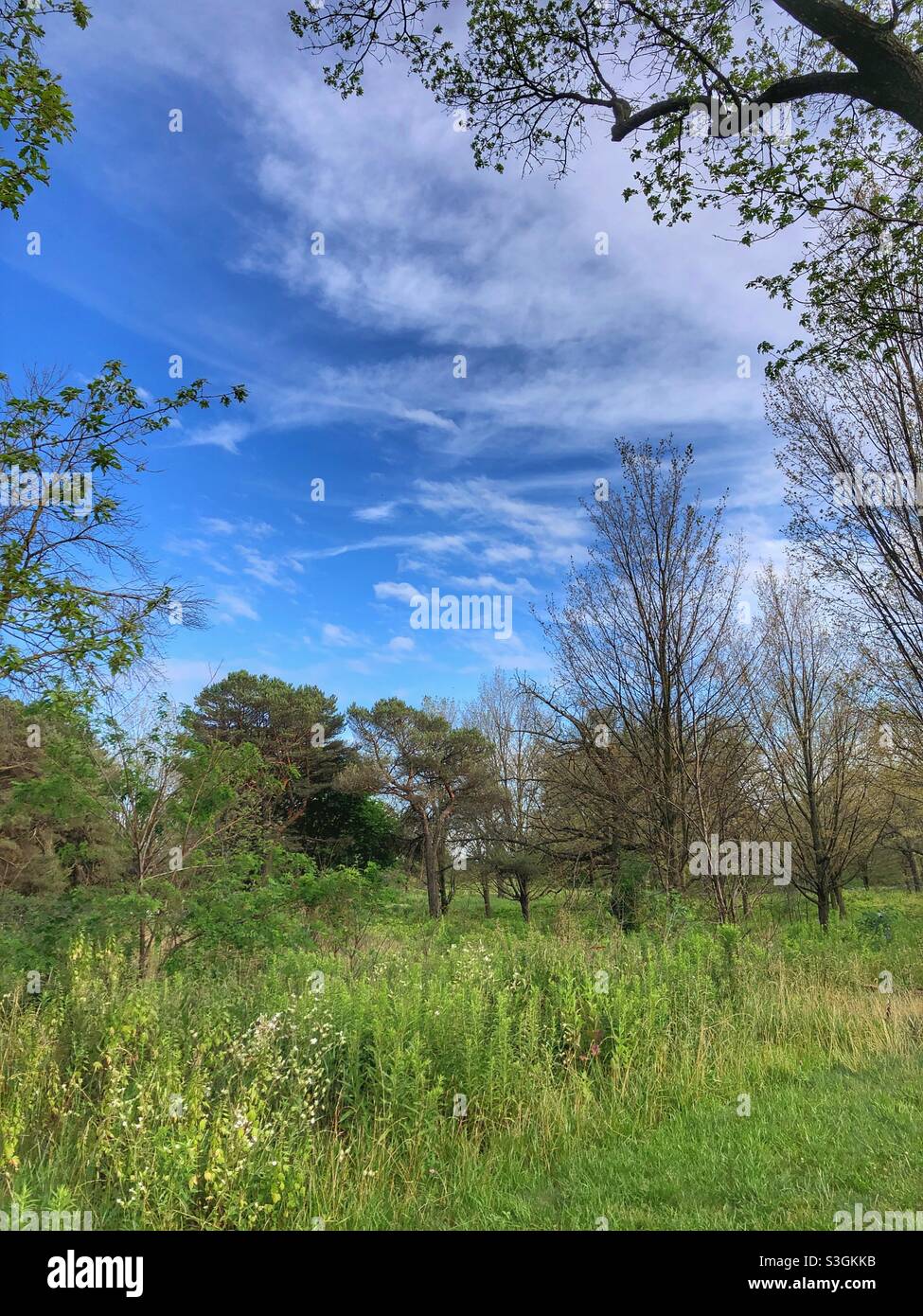 Toronto canada vegetation hi-res stock photography and images - Alamy