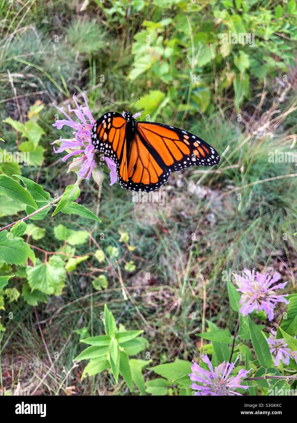 A Monarch butterfly on a violet coloured flower Stock Photo - Alamy
