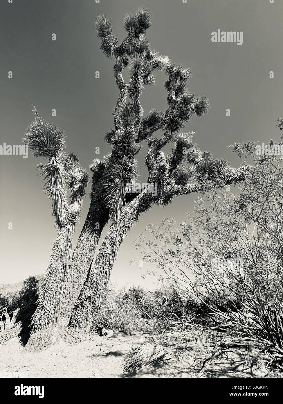 Black desert tree hi-res stock photography and images - Alamy