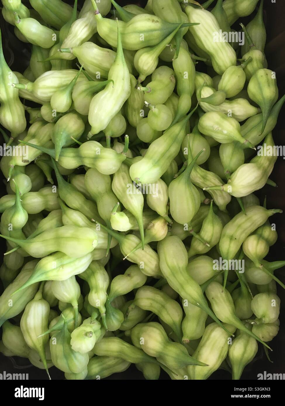 Radish seed pods collected from Sparkler radish Stock Photo - Alamy