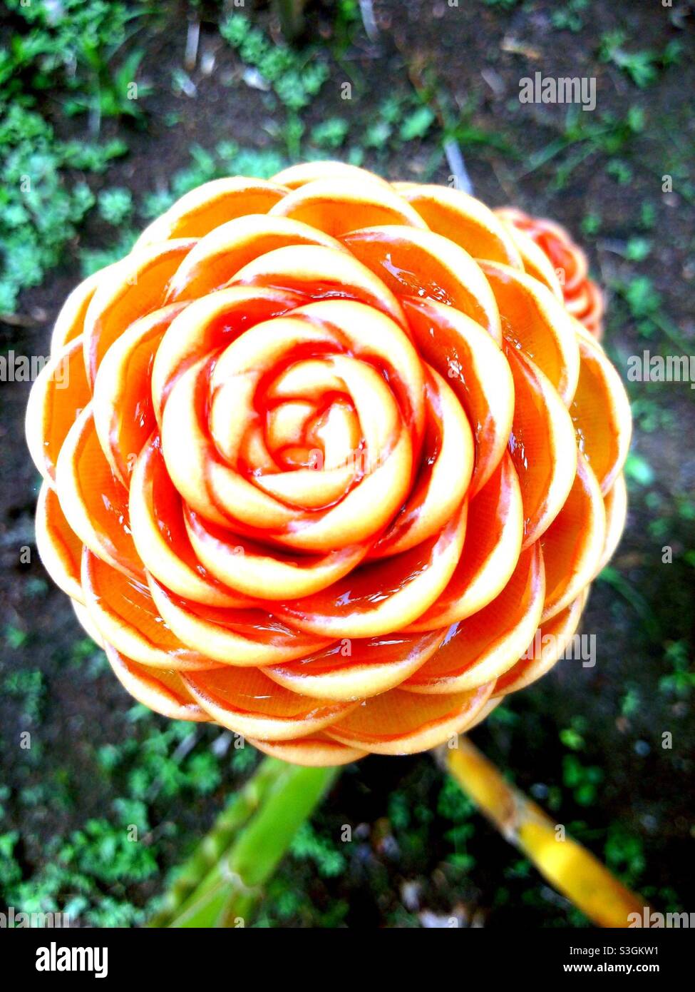 Beehive ginger zingiber spectabile hi-res stock photography and images ...