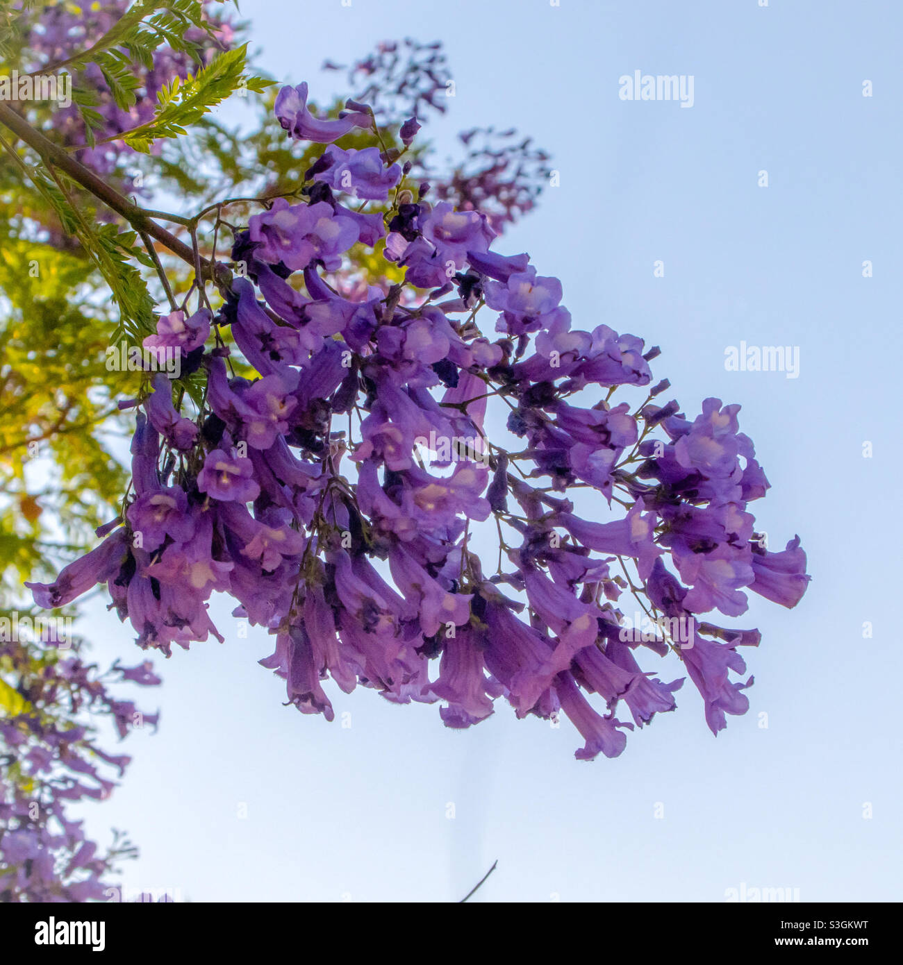 Jacaranda flowers hi-res stock photography and images - Alamy