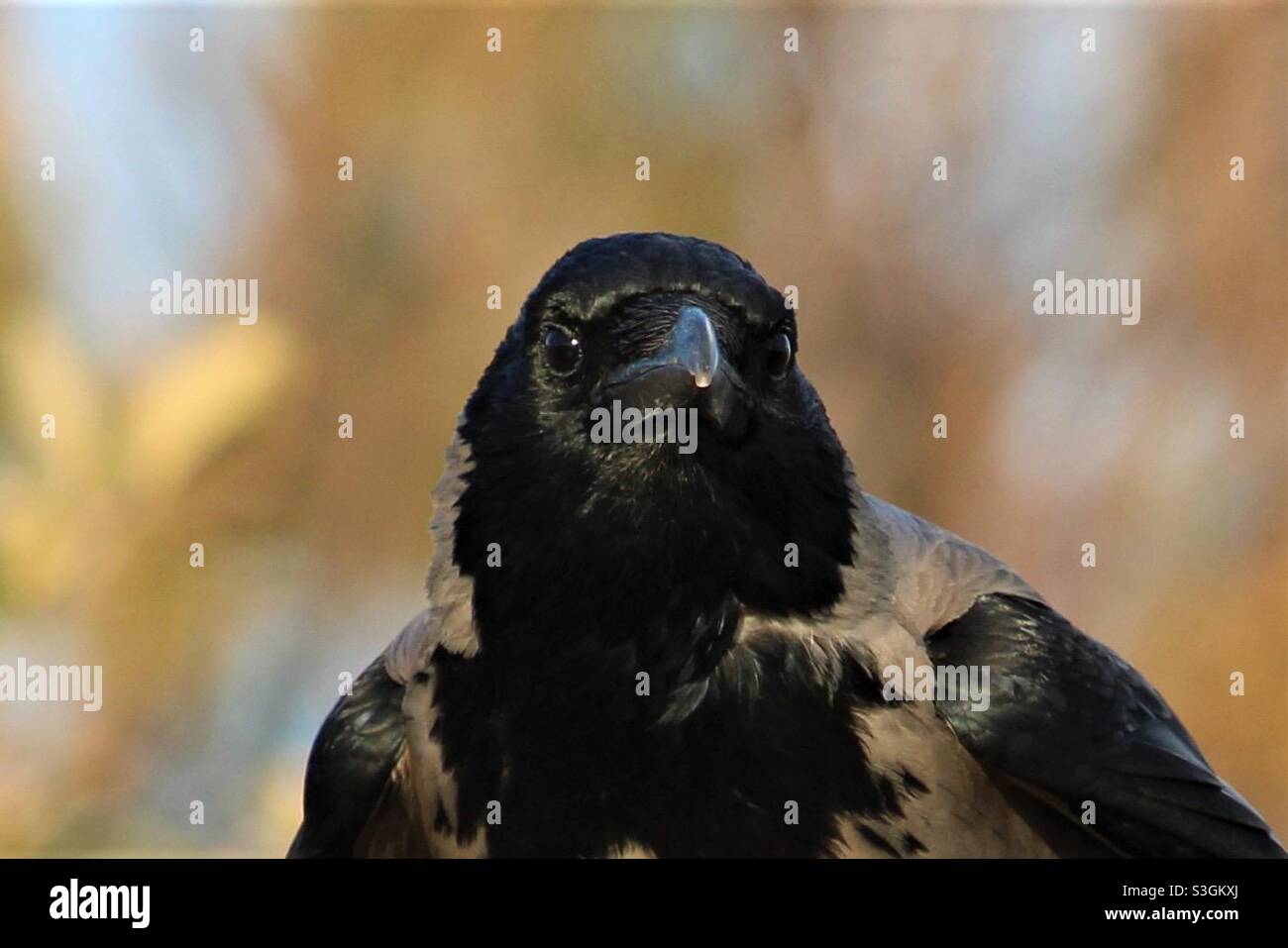 Crow eyes hi-res stock photography and images - Alamy