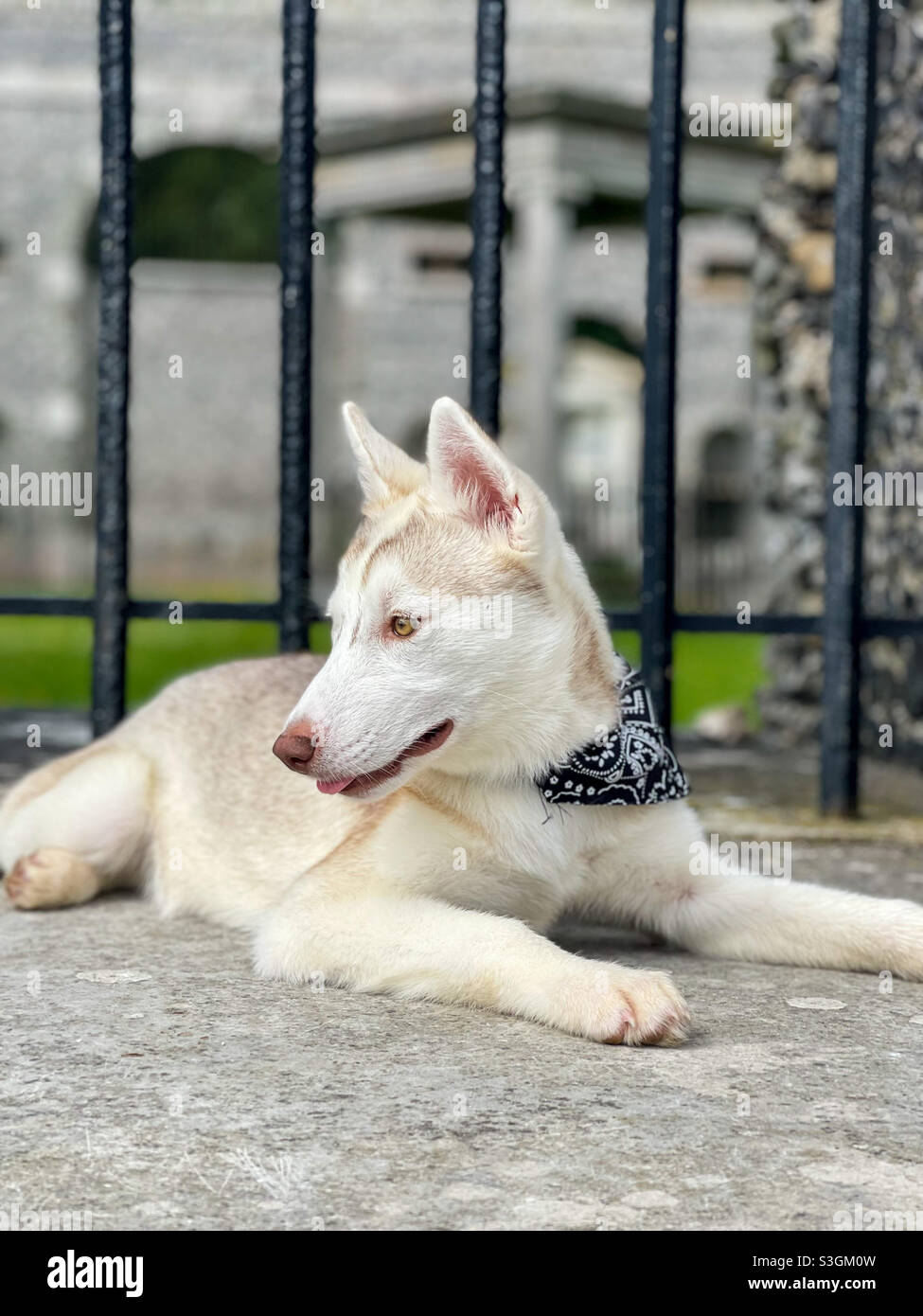 Guarding wolf hi-res stock photography and images - Alamy