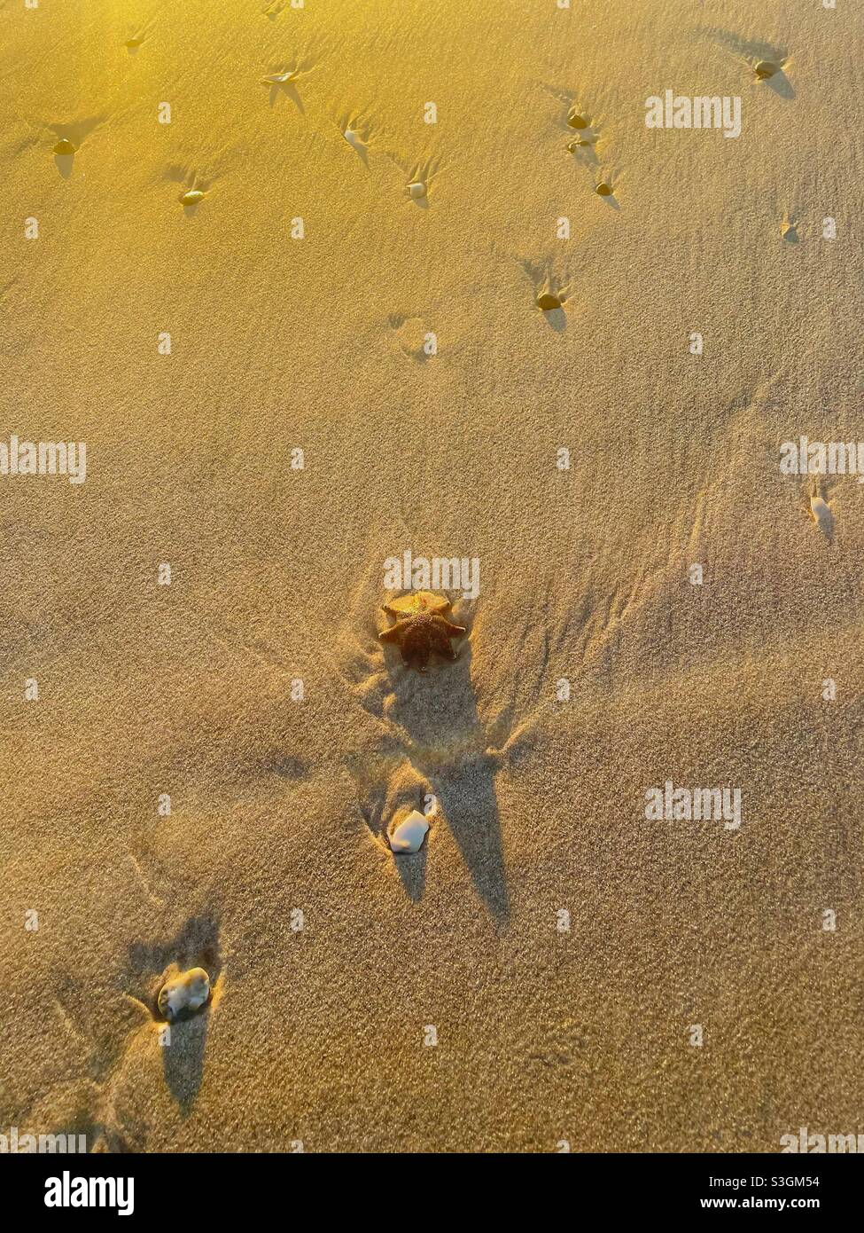 Creatures at the beach hi-res stock photography and images - Alamy