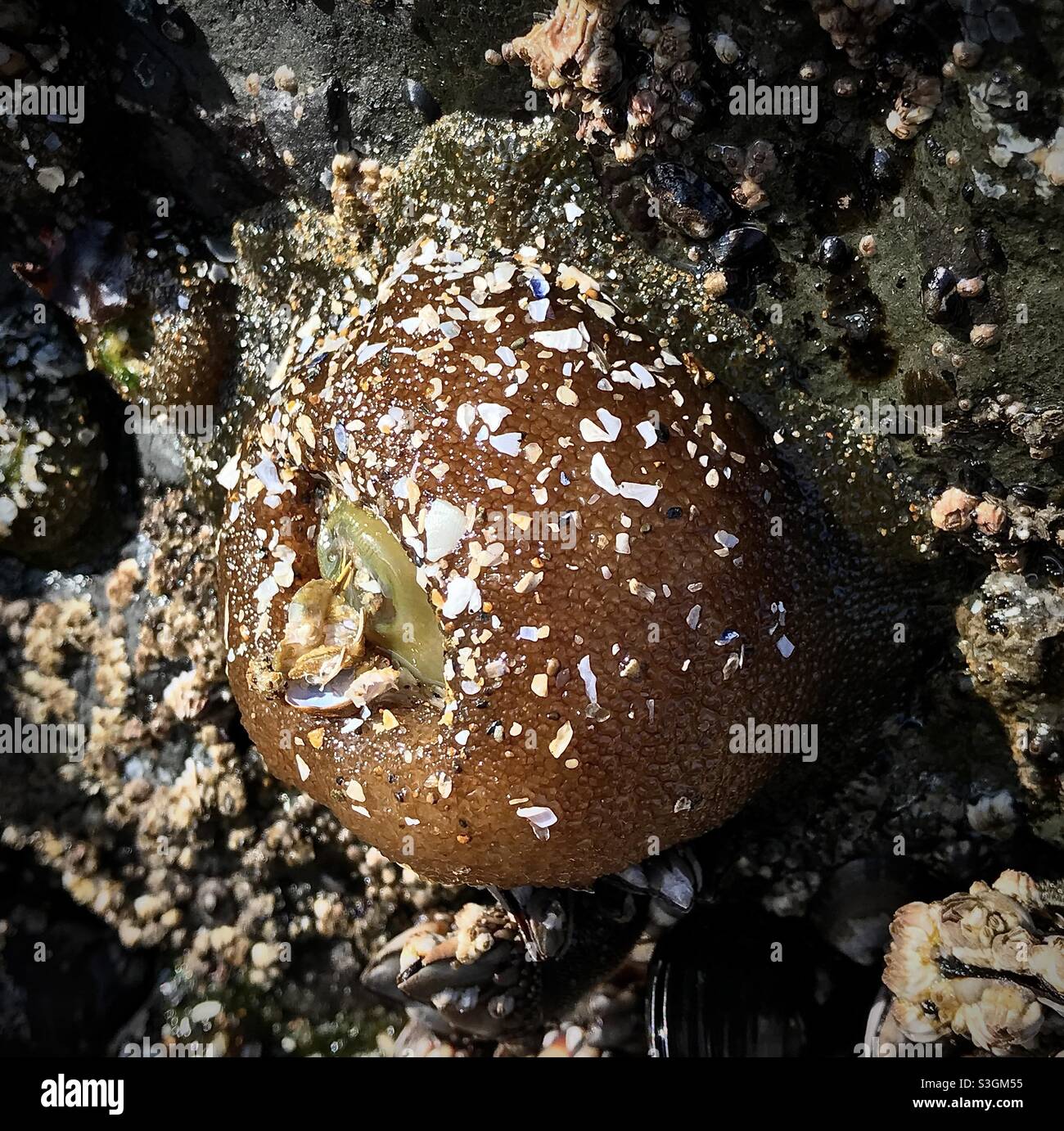 Closed sea anemone hi-res stock photography and images - Alamy
