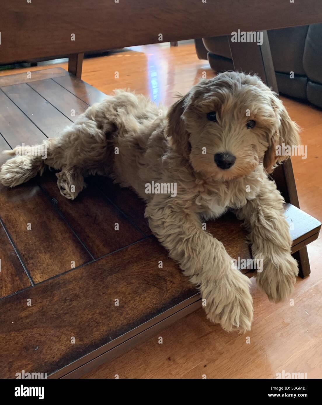 Puppy laying down hi-res stock photography and images - Alamy