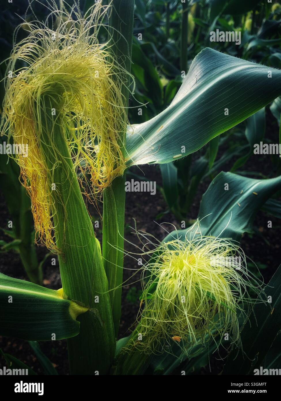 Sweetcorn plant hi-res stock photography and images - Alamy