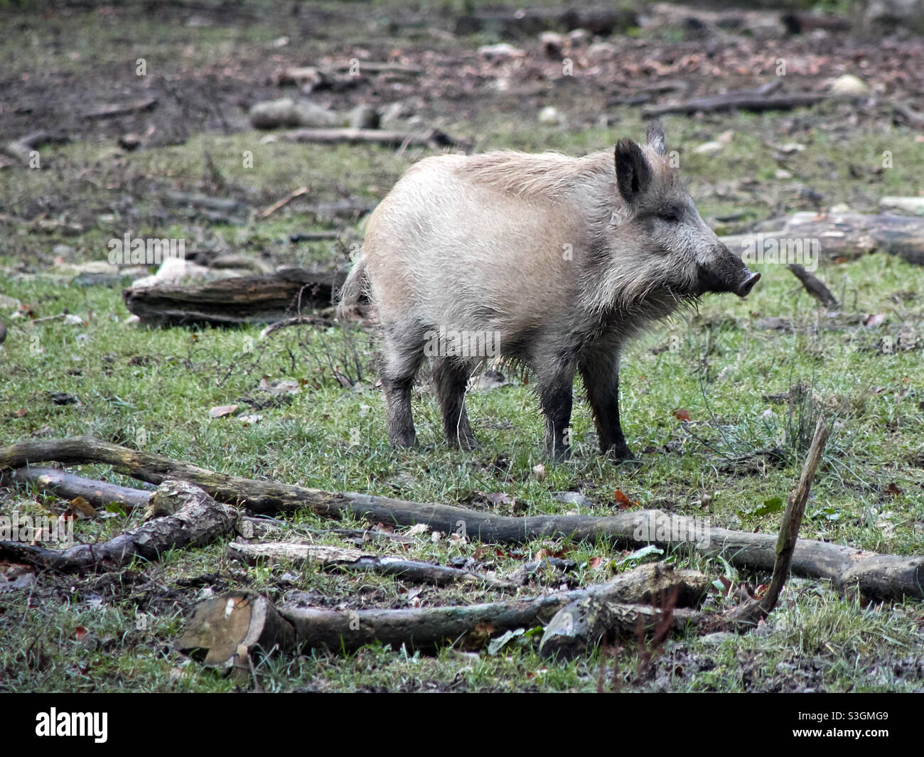 Wild pig in profile hi-res stock photography and images - Alamy