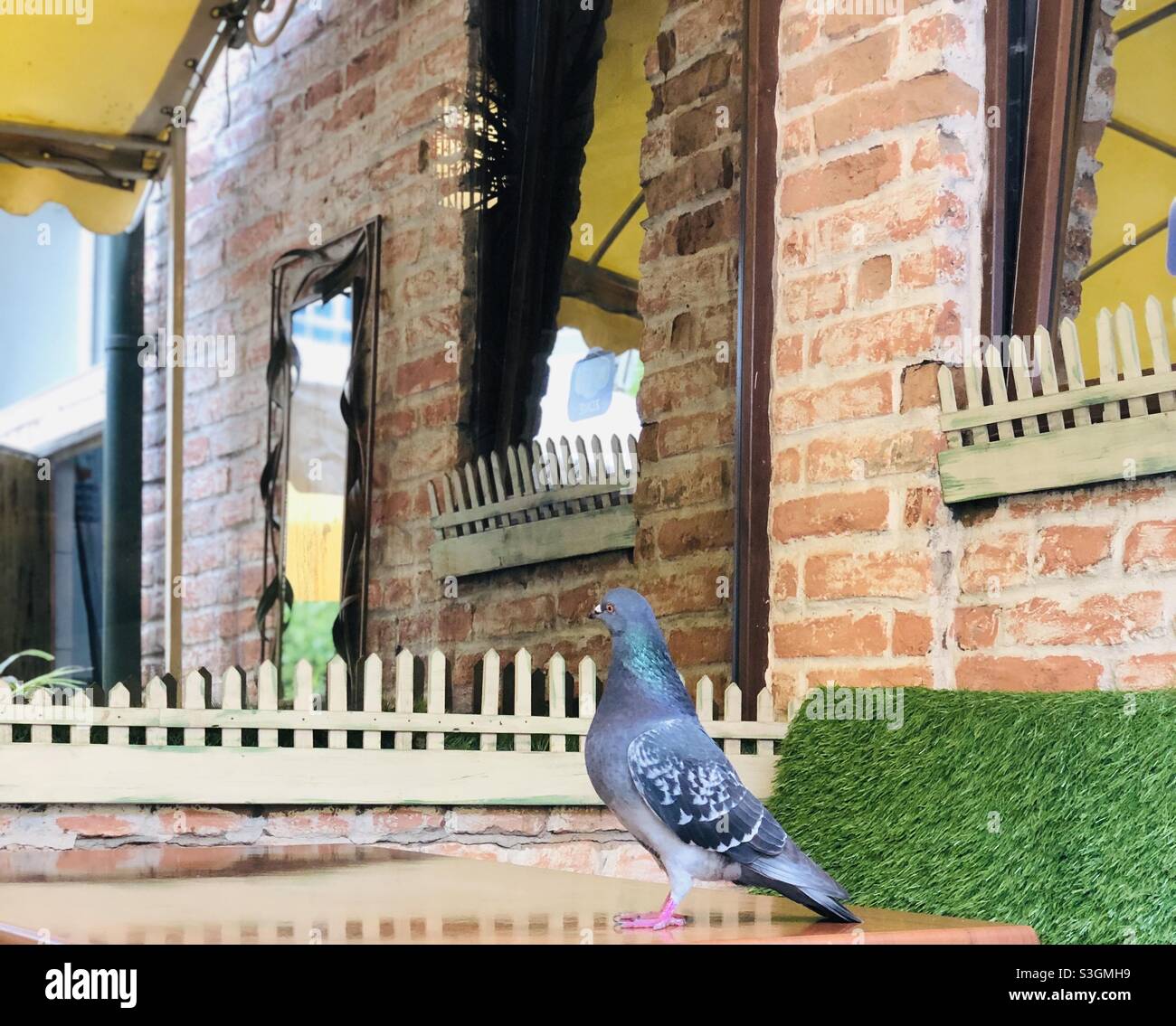 Pigeon with pizza hi-res stock photography and images - Alamy