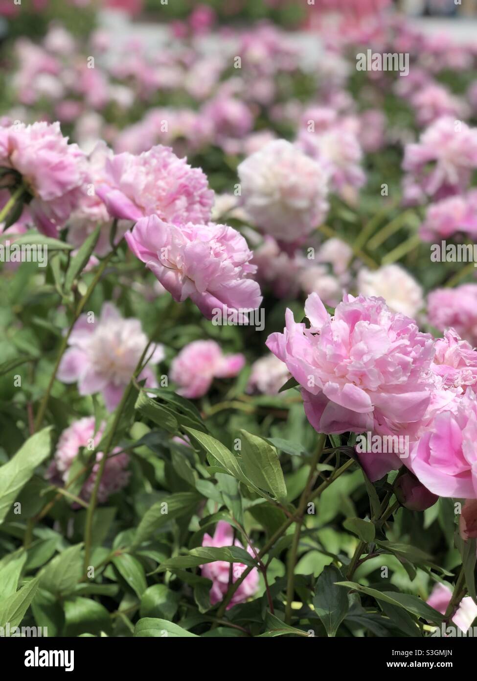 Pions hi-res stock photography and images - Alamy