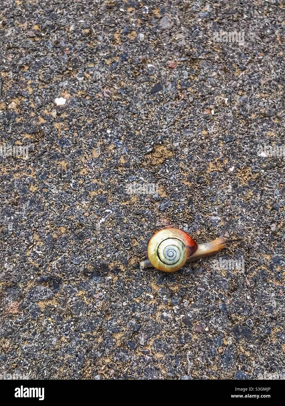 Snail slime trail hi-res stock photography and images - Alamy