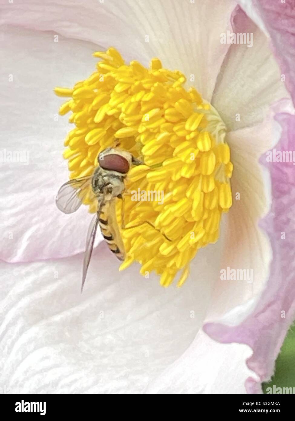 Insect on anemone Stock Photo - Alamy