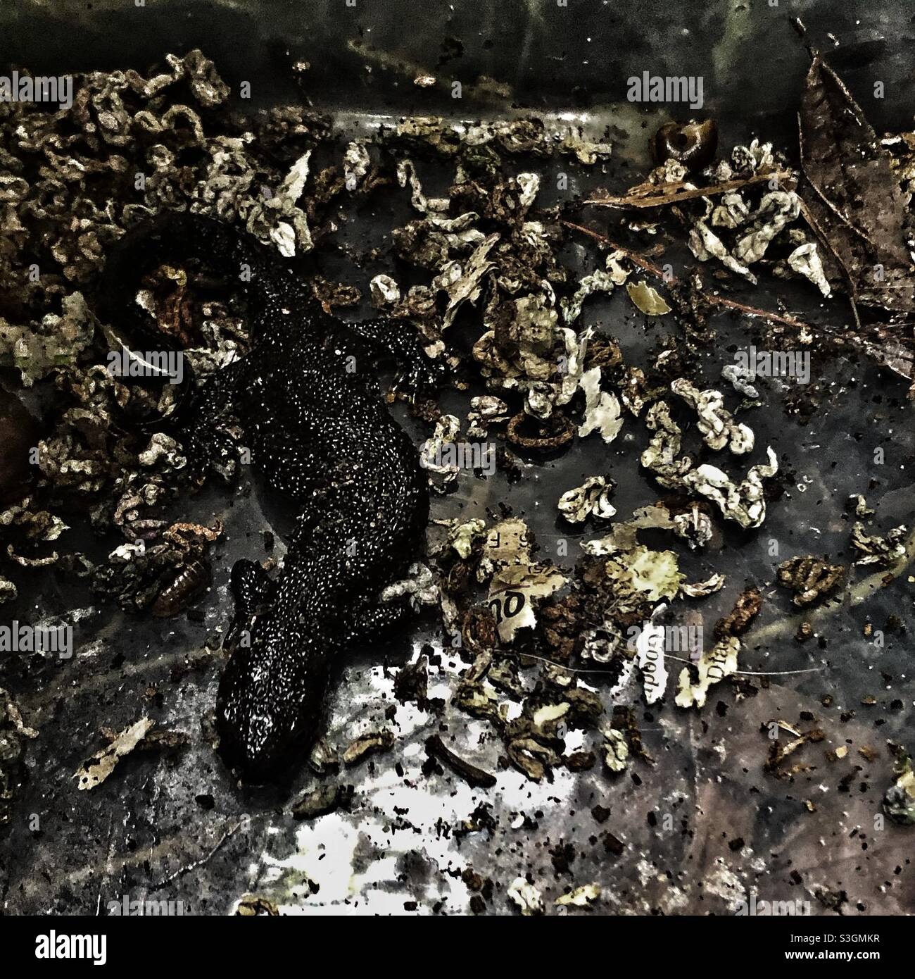 Great crested newt Stock Photo - Alamy