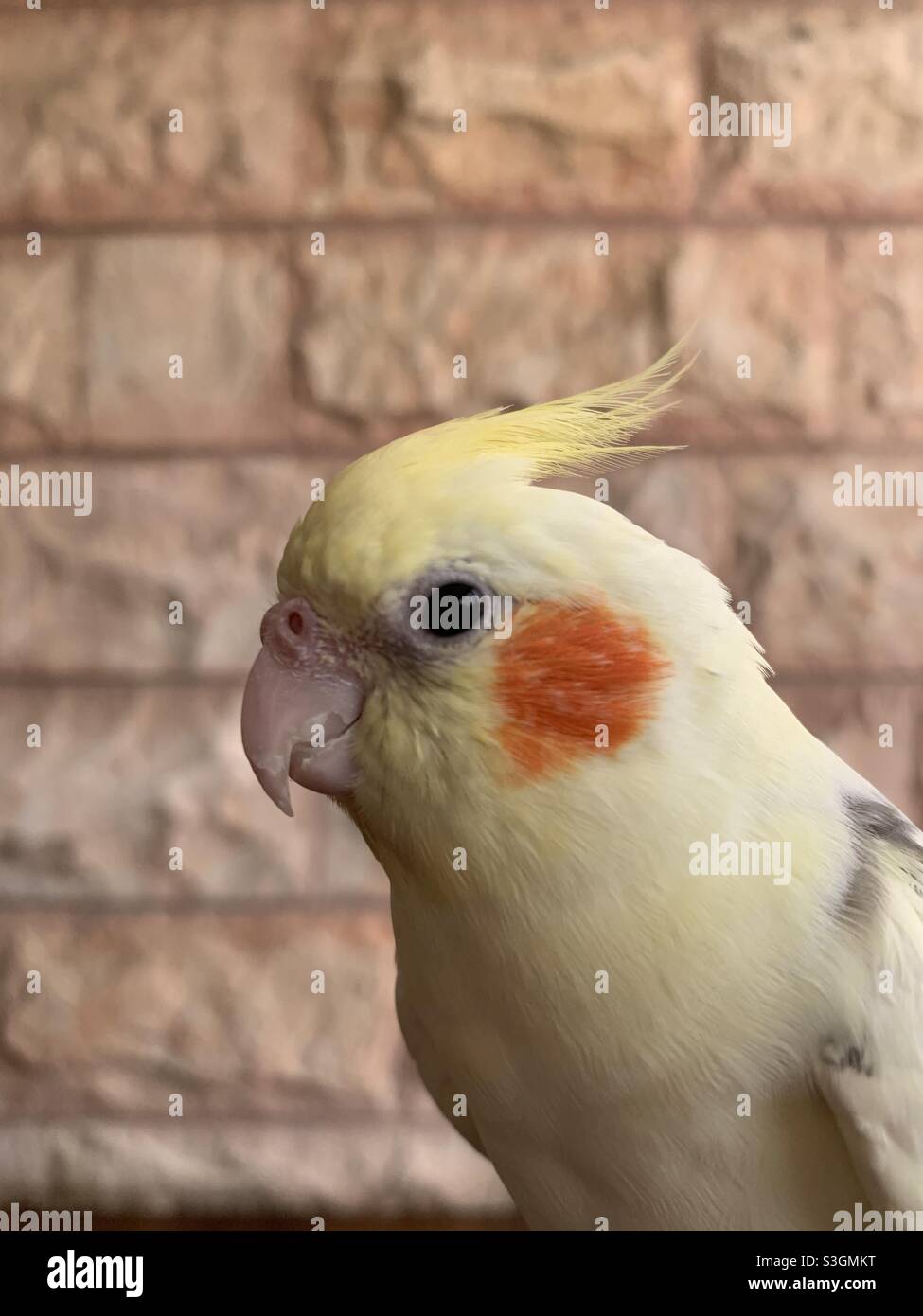 Yellow cockatiel hi-res stock photography and images - Alamy