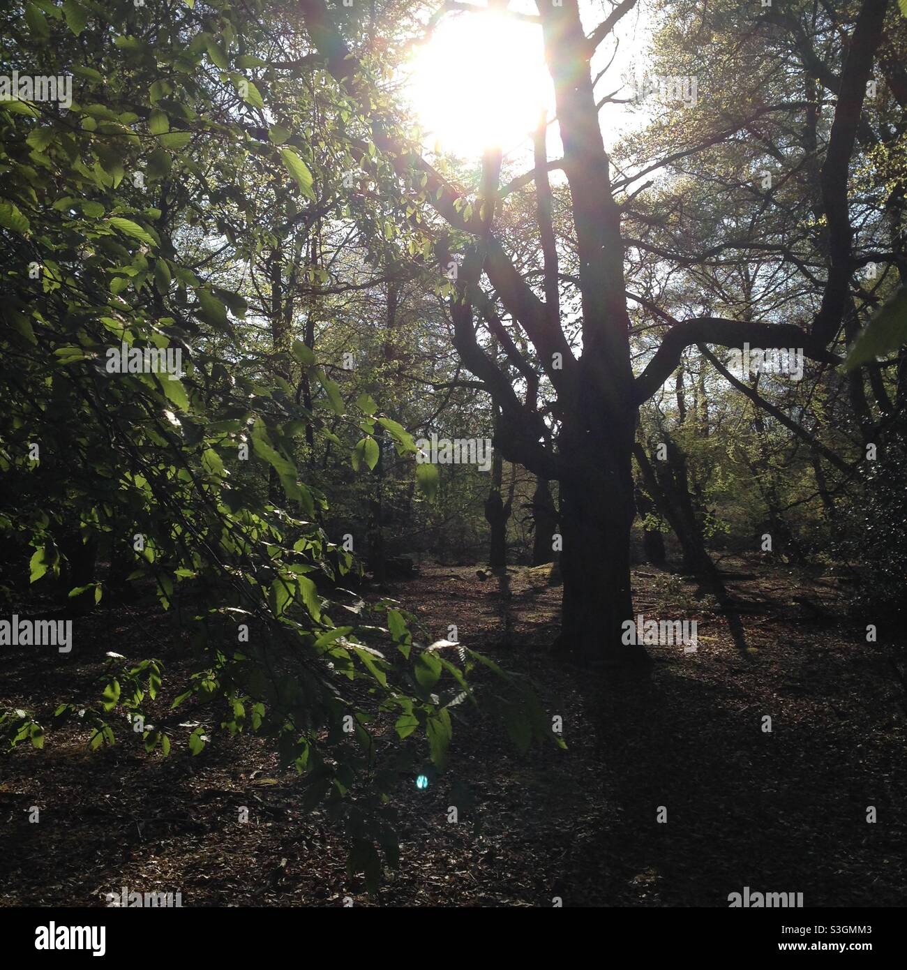 Epping forest winter hi-res stock photography and images - Alamy