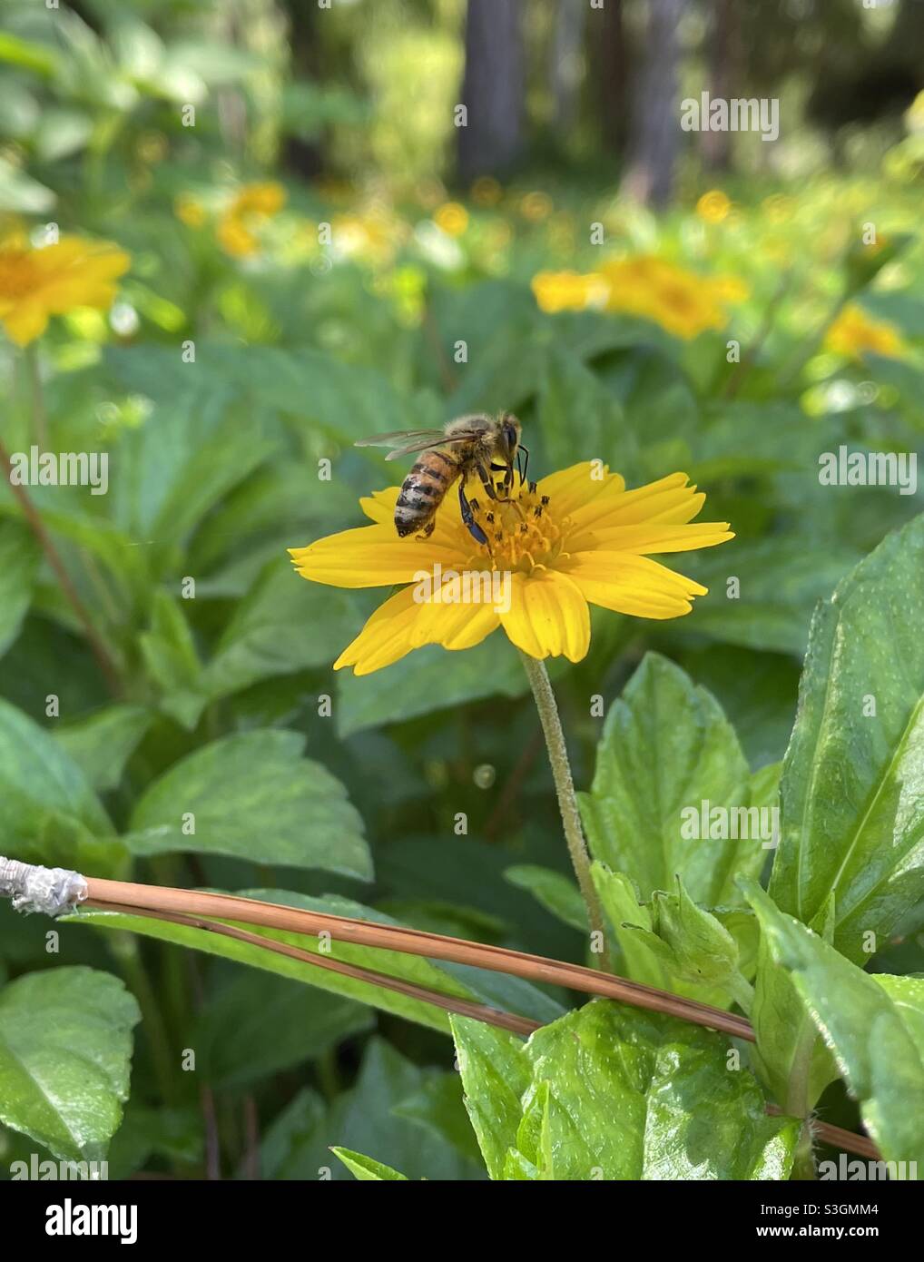 Honeybee on trailing yellow daisy flower on forest floor Stock Photo ...
