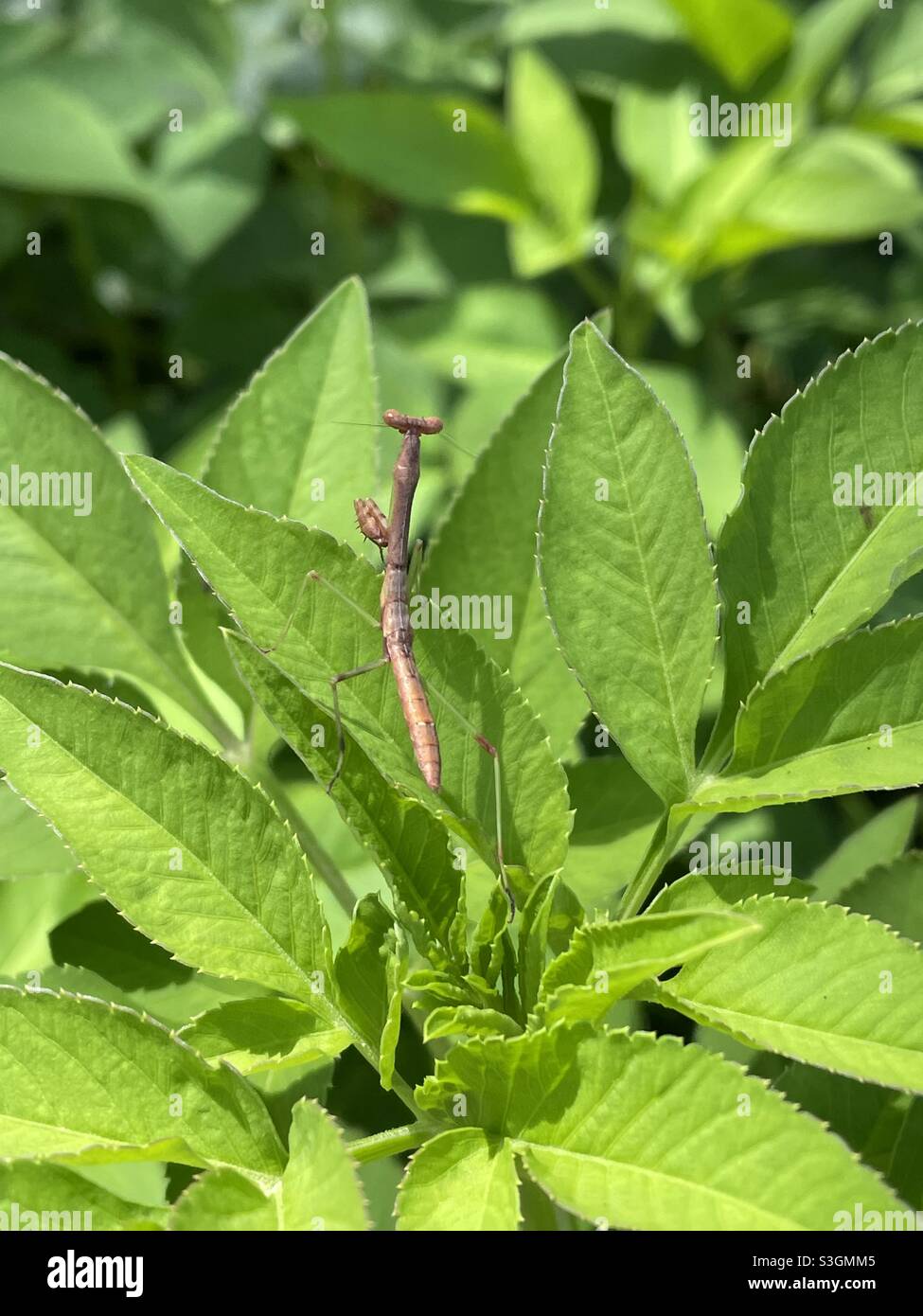 Baby praying mantis on forest green plants Stock Photo - Alamy