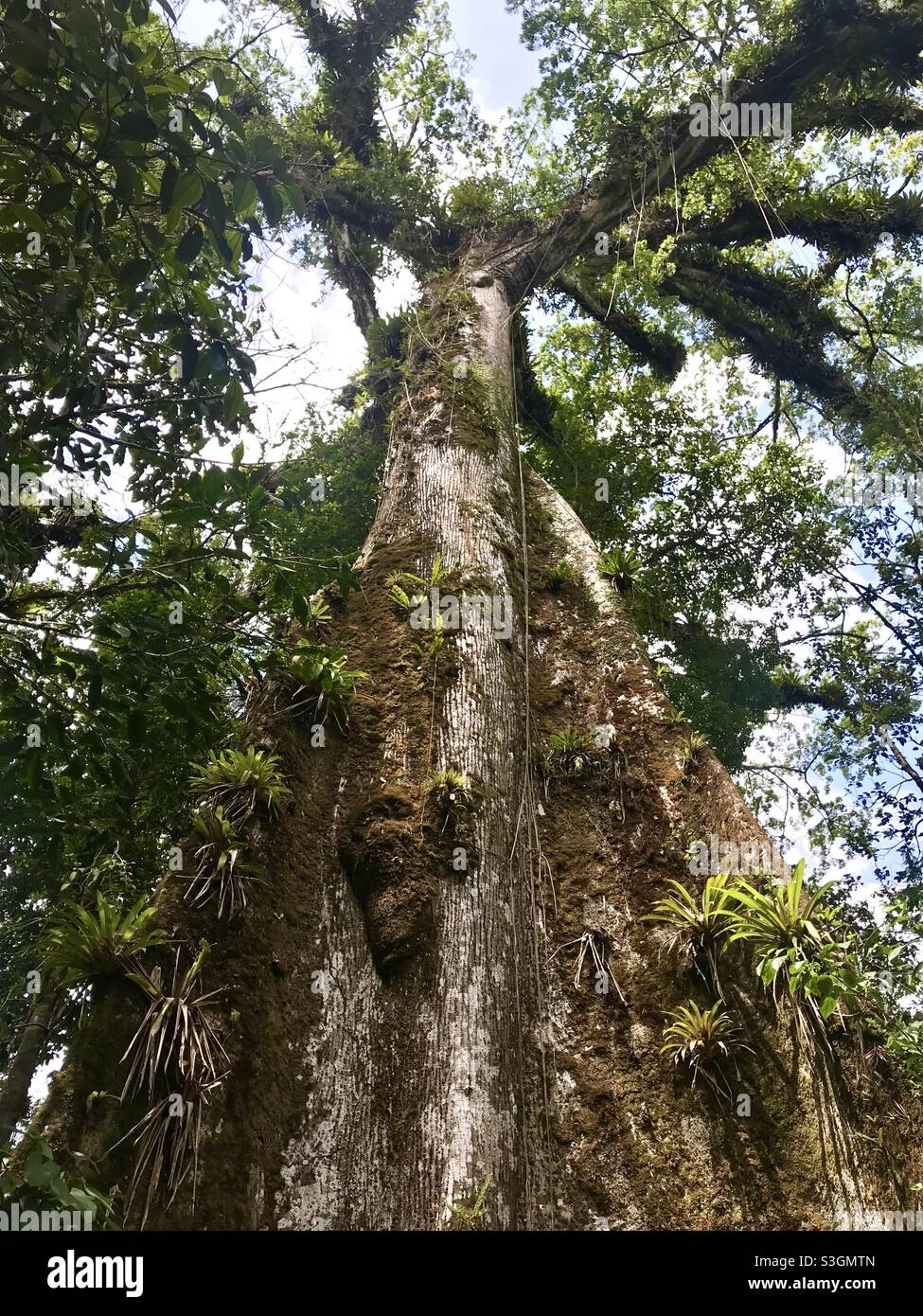 árbol de la paz hi-res stock photography and images - Alamy