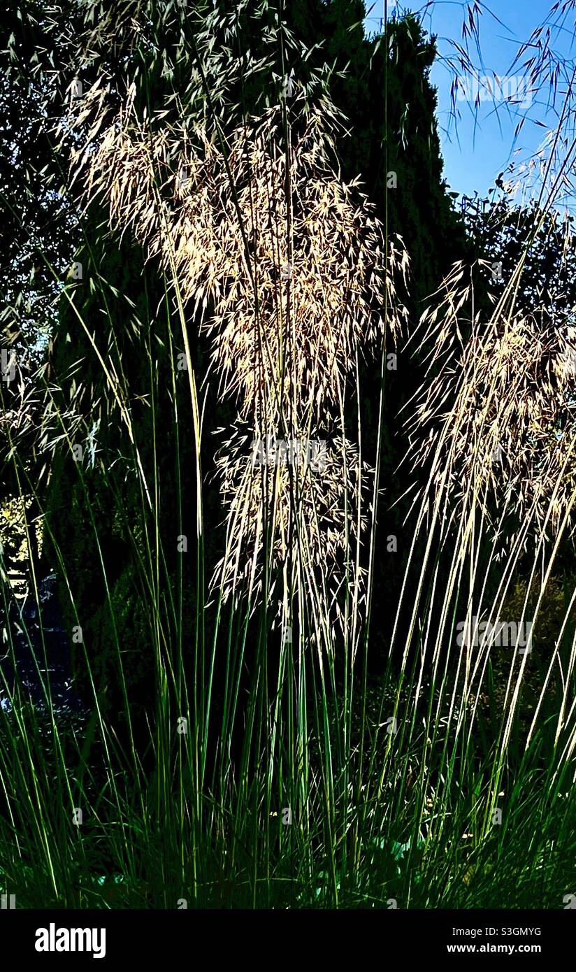 Giant oats hi-res stock photography and images - Alamy