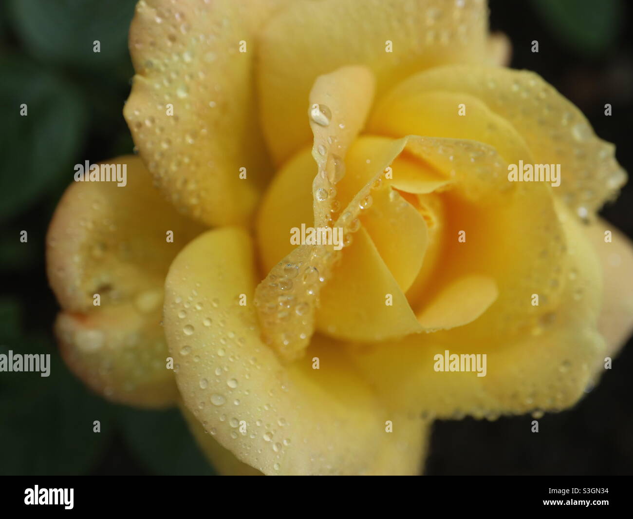 Yellow rose with raindrops hi-res stock photography and images - Alamy