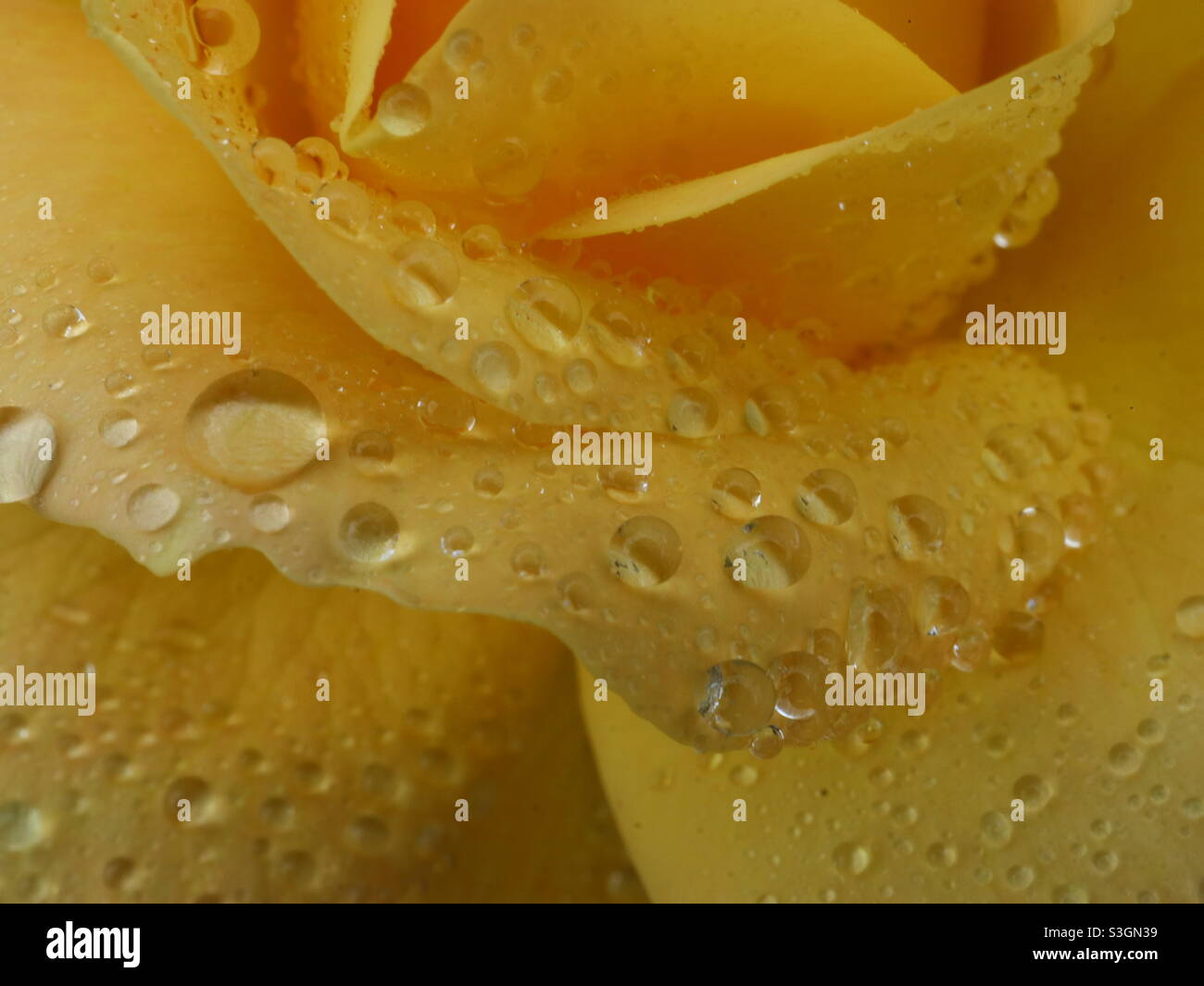 Arthur rose hi-res stock photography and images - Alamy