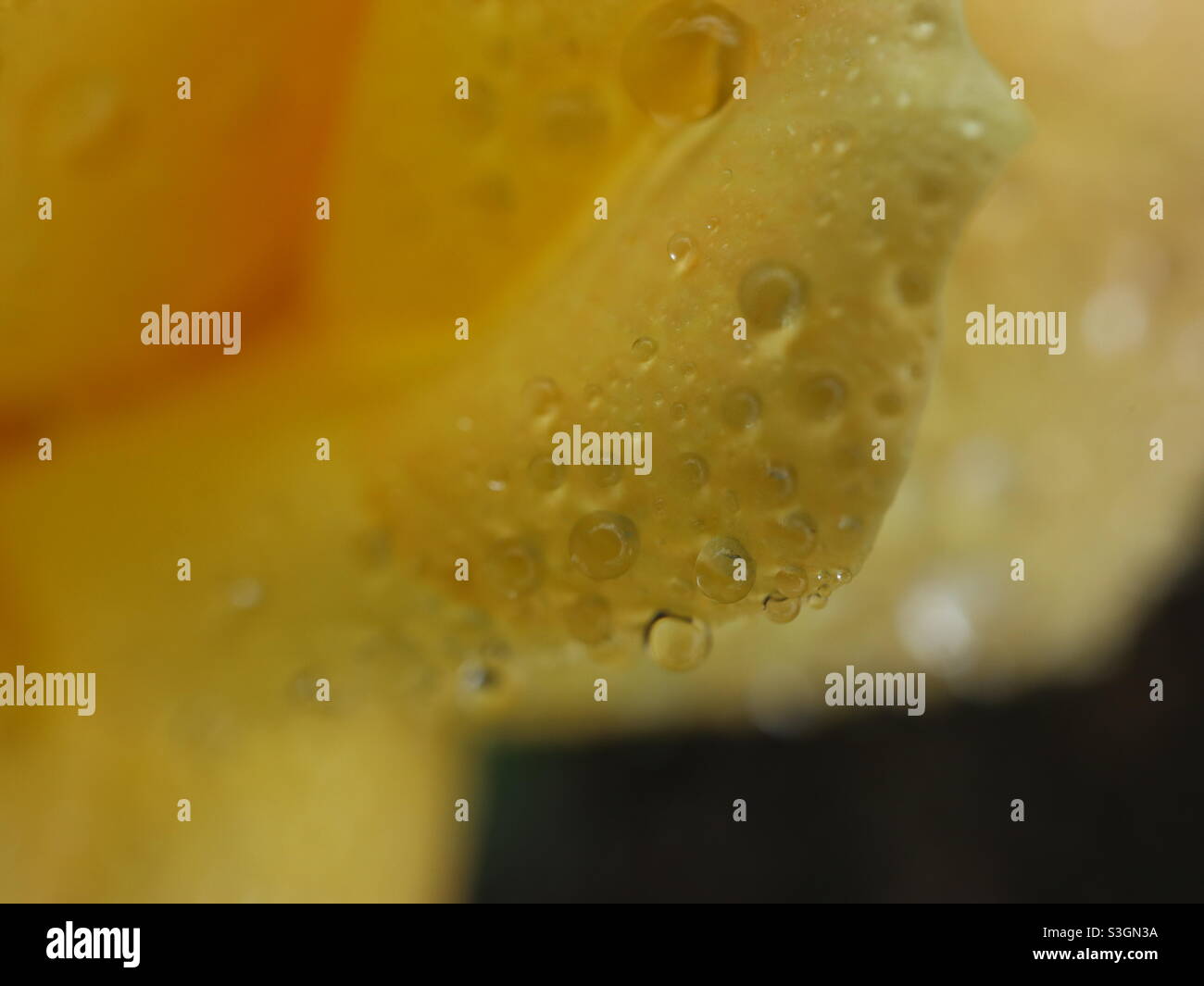 Arthur Bell, Rose, Water, Droplets, Macro Stock Photo - Alamy