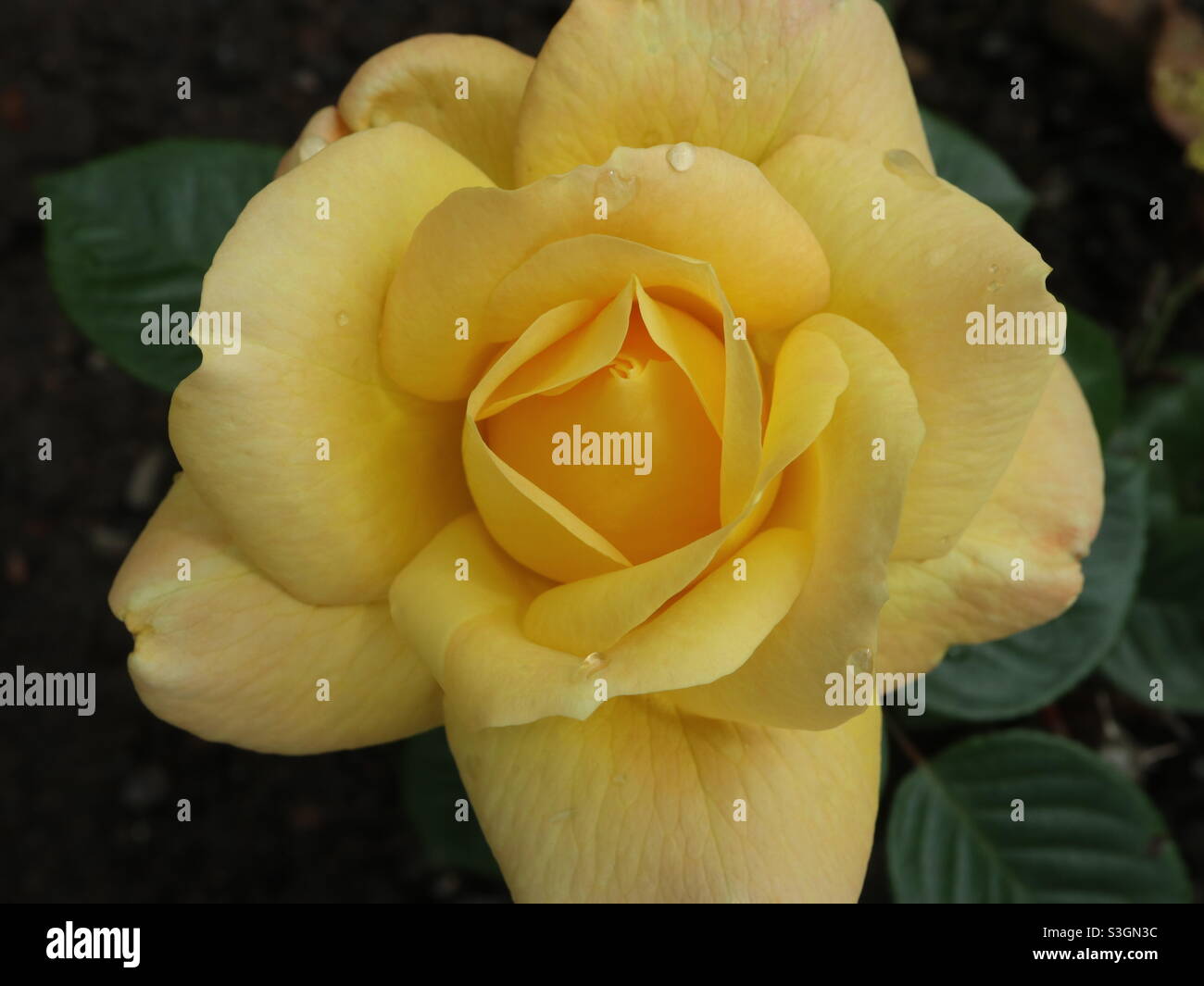 Arthur Bell, Rose, Water, Droplets, Macro Stock Photo - Alamy