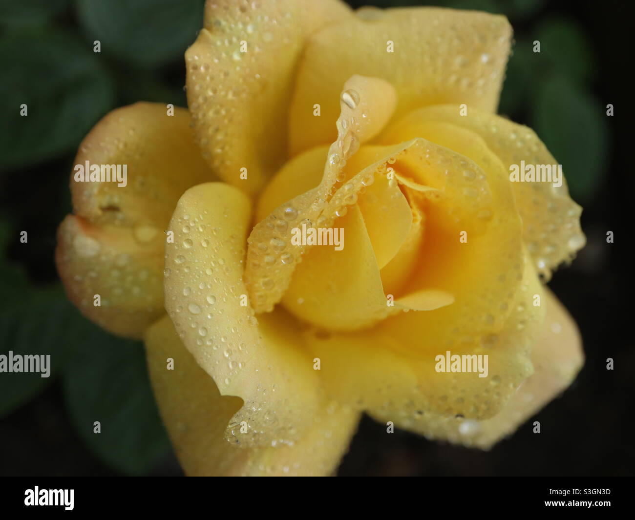 Arthur rose hi-res stock photography and images - Alamy