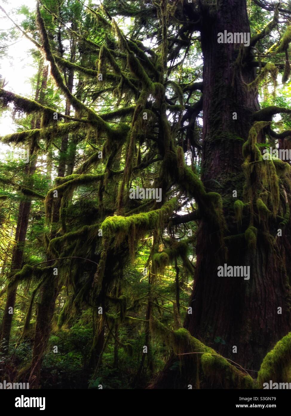 Temperate rainforest british columbia hi-res stock photography and ...