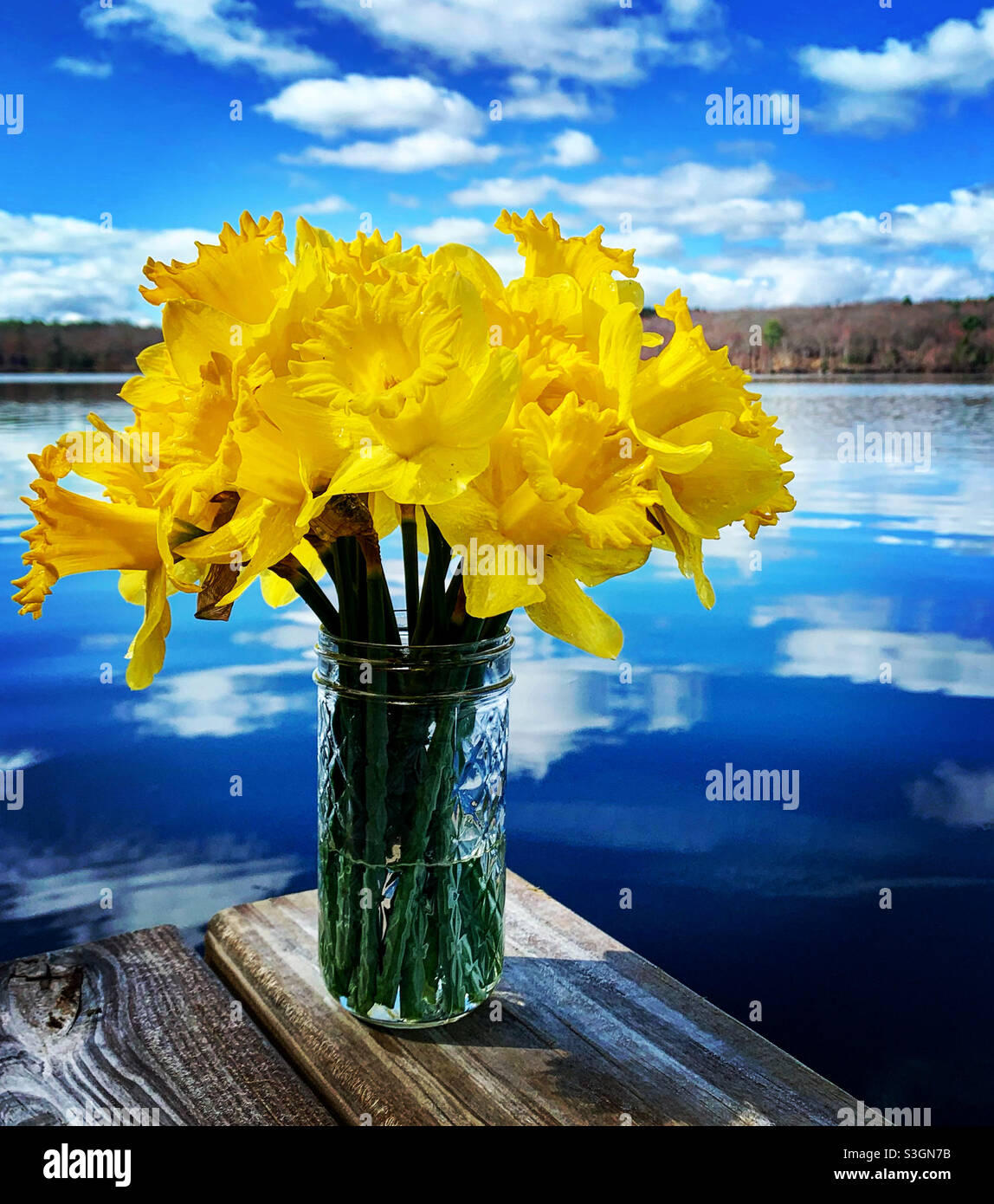 Dock flowers hi-res stock photography and images - Alamy