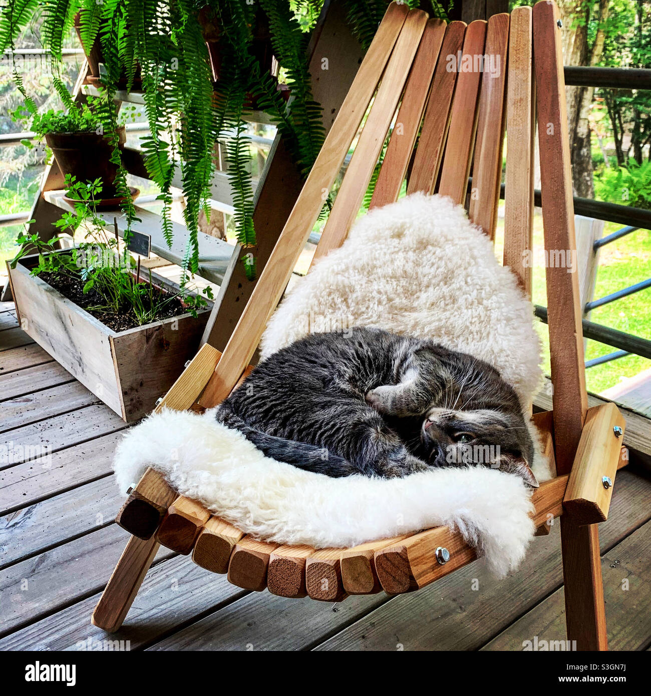 Cat and chair hi-res stock photography and images - Alamy