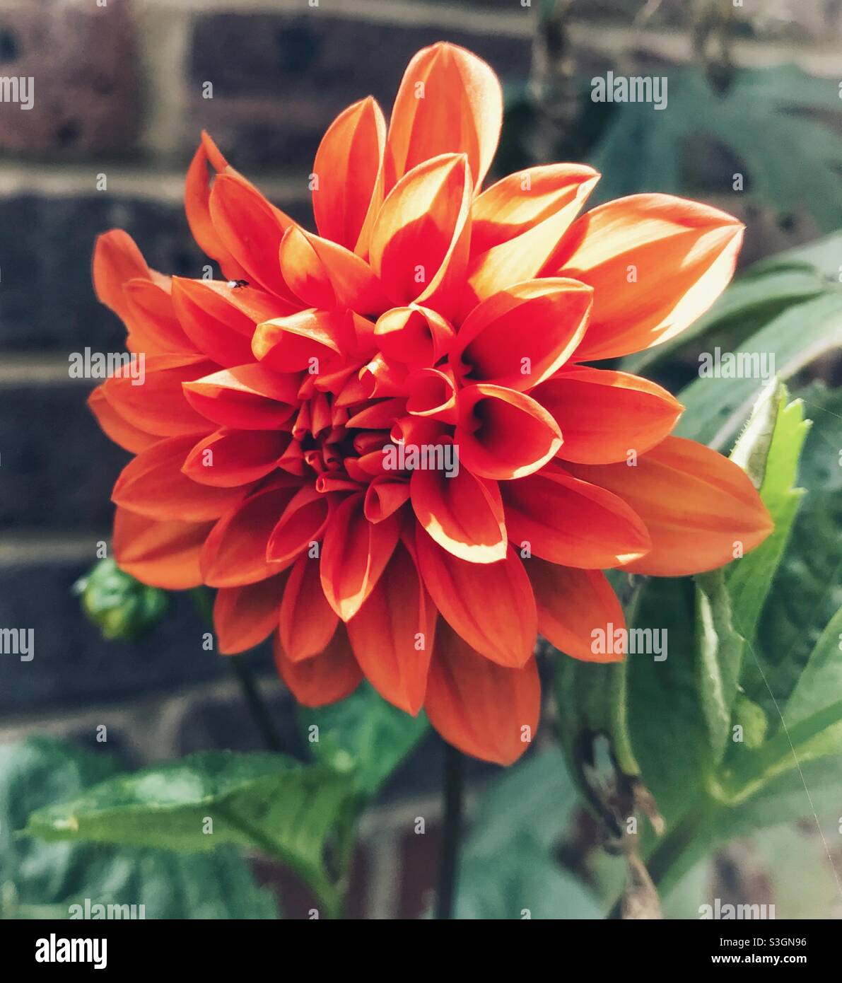 Orange flowering dahlia hi-res stock photography and images - Alamy