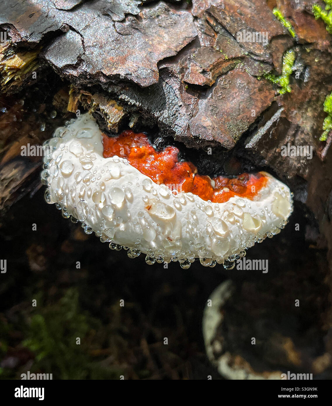 Medicinal Fungi High Resolution Stock Photography and Images - Alamy