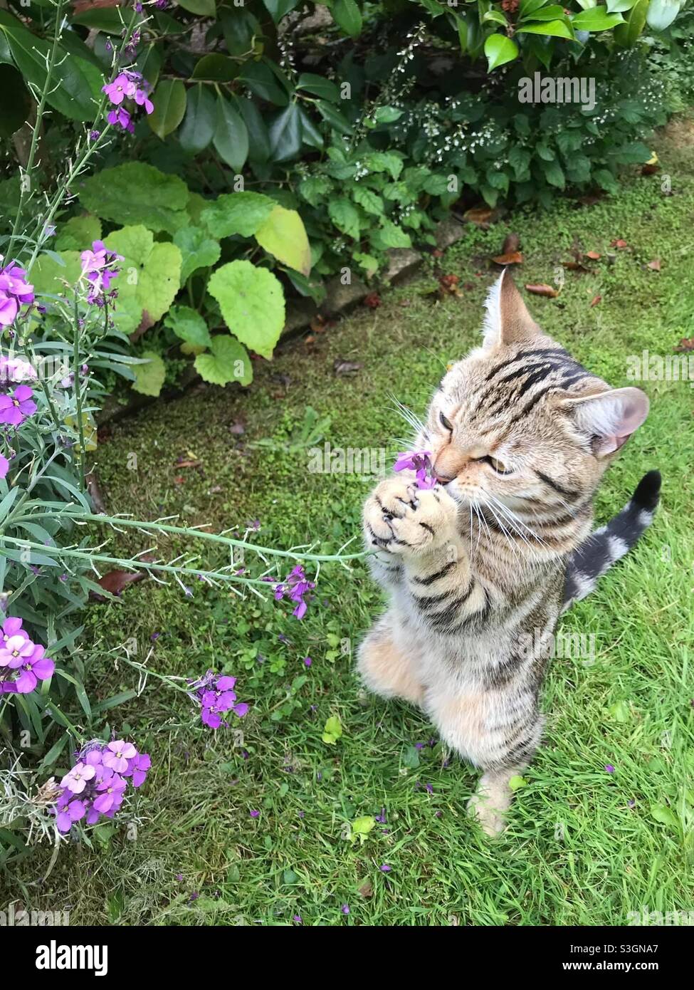 Praying cat hi-res stock photography and images - Alamy