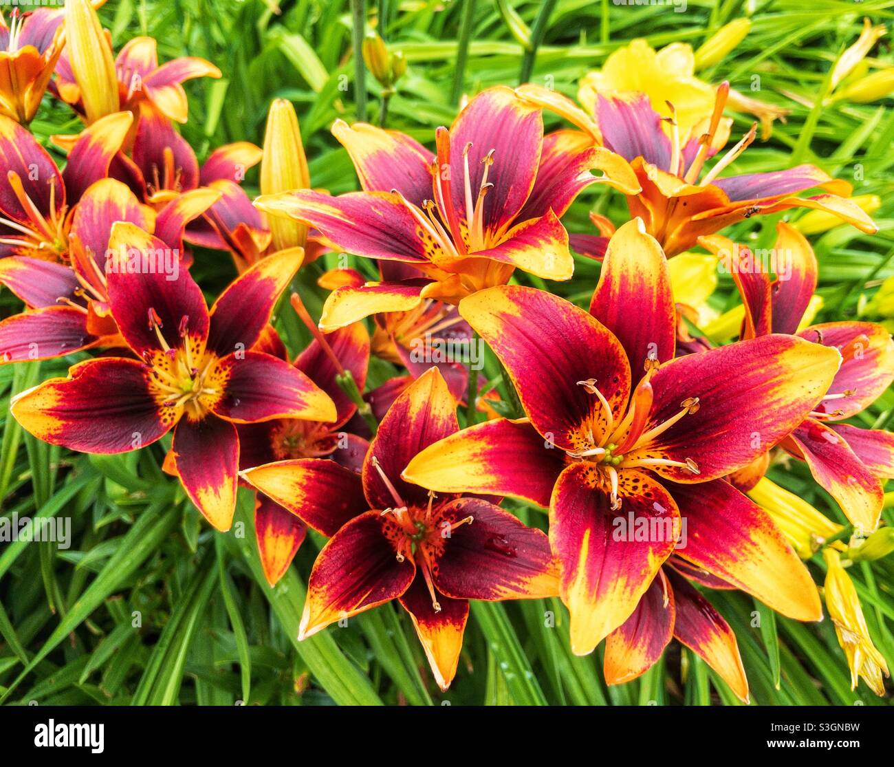 Asiatic lilies garden hi-res stock photography and images - Alamy Asiatic lilies garden hi-res stock photography and images - Alamy