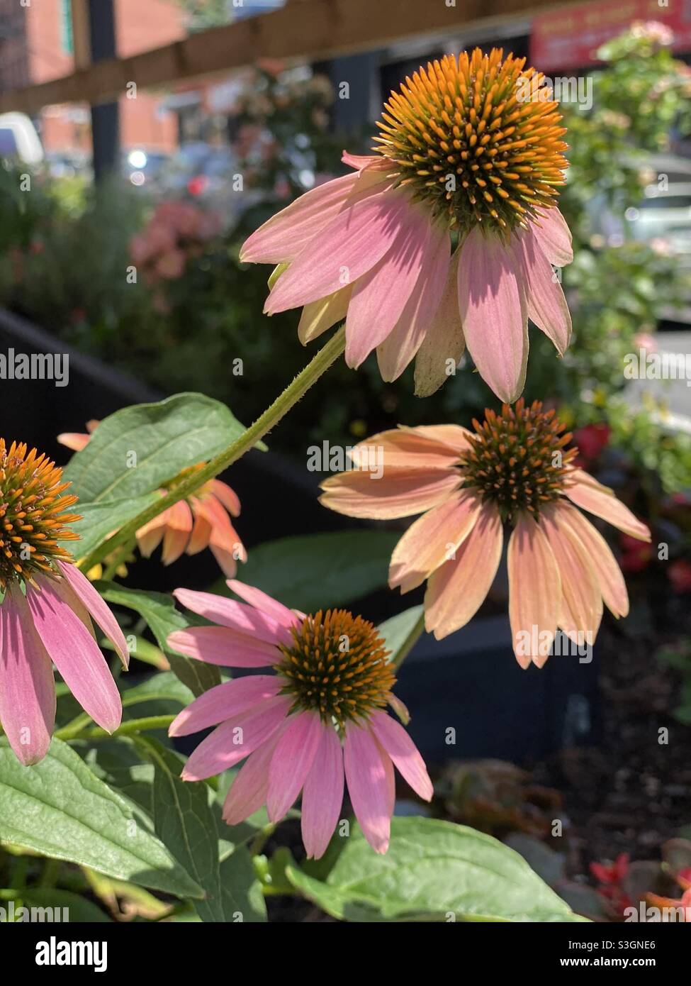 Pink cone hi-res stock photography and images - Alamy