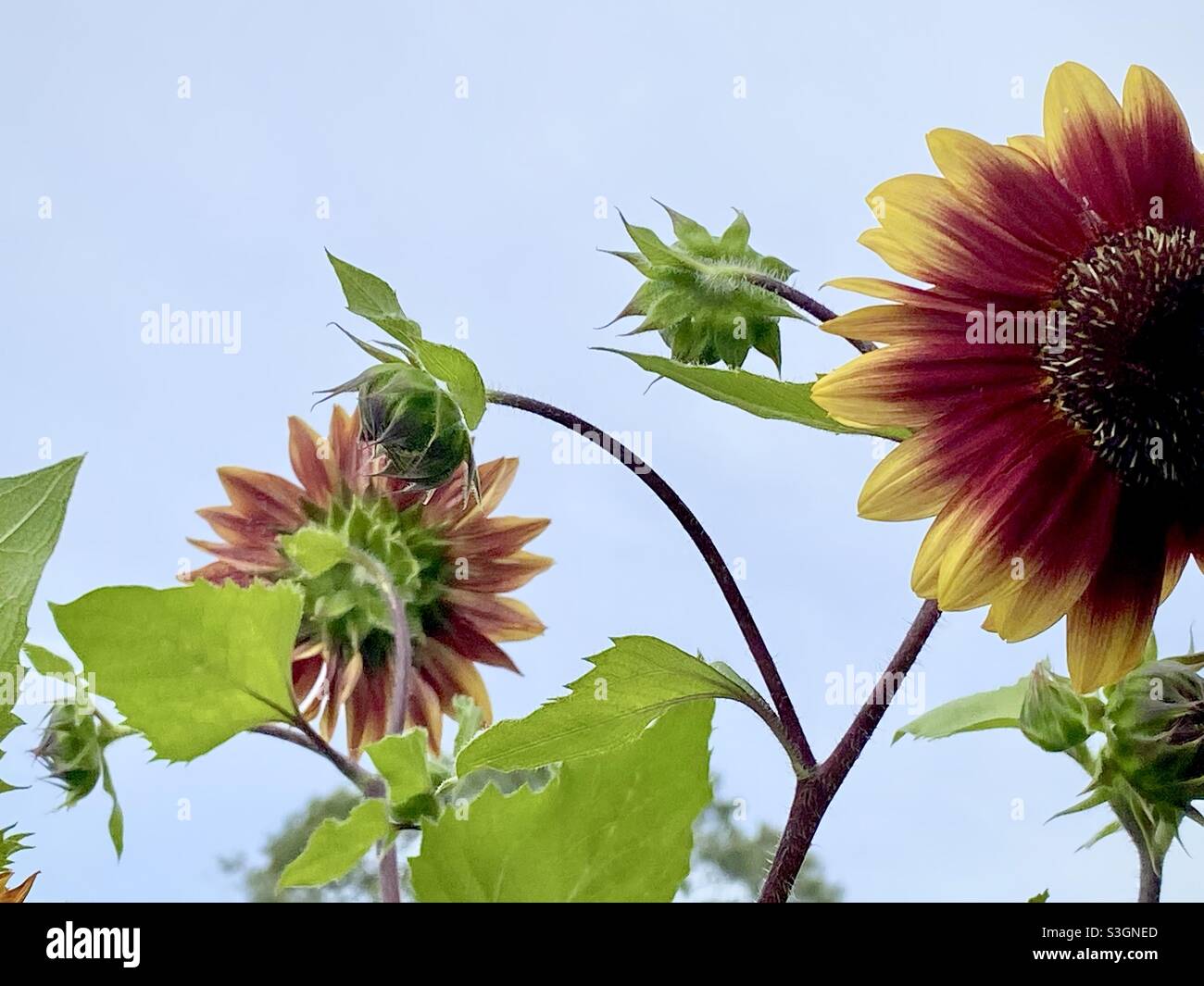 Maroon sunflowers hi-res stock photography and images - Alamy