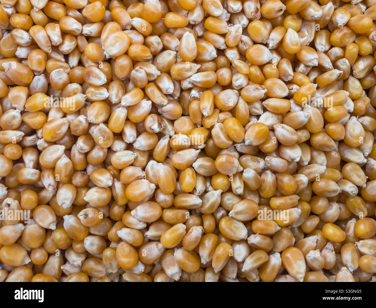 Corn seeds hi-res stock photography and images - Alamy