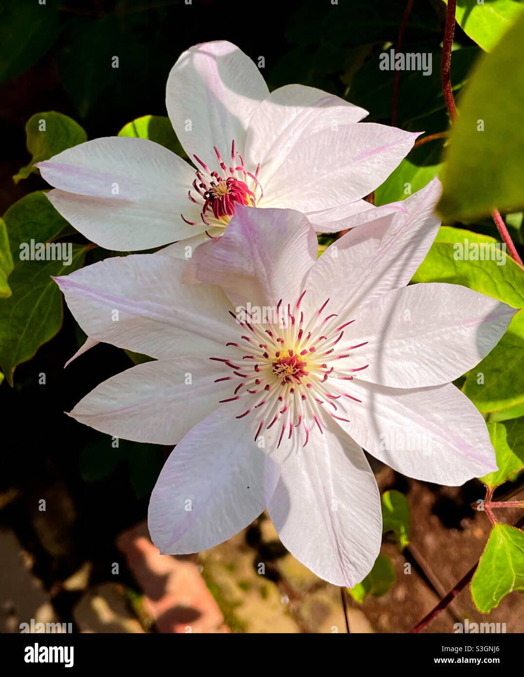 Josephs coat flower hi-res stock photography and images - Alamy