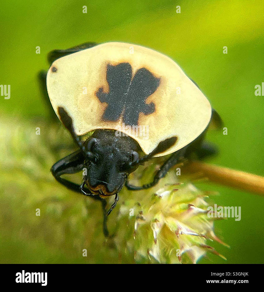 American Carrion Beetle High Resolution Stock Photography and Images ...