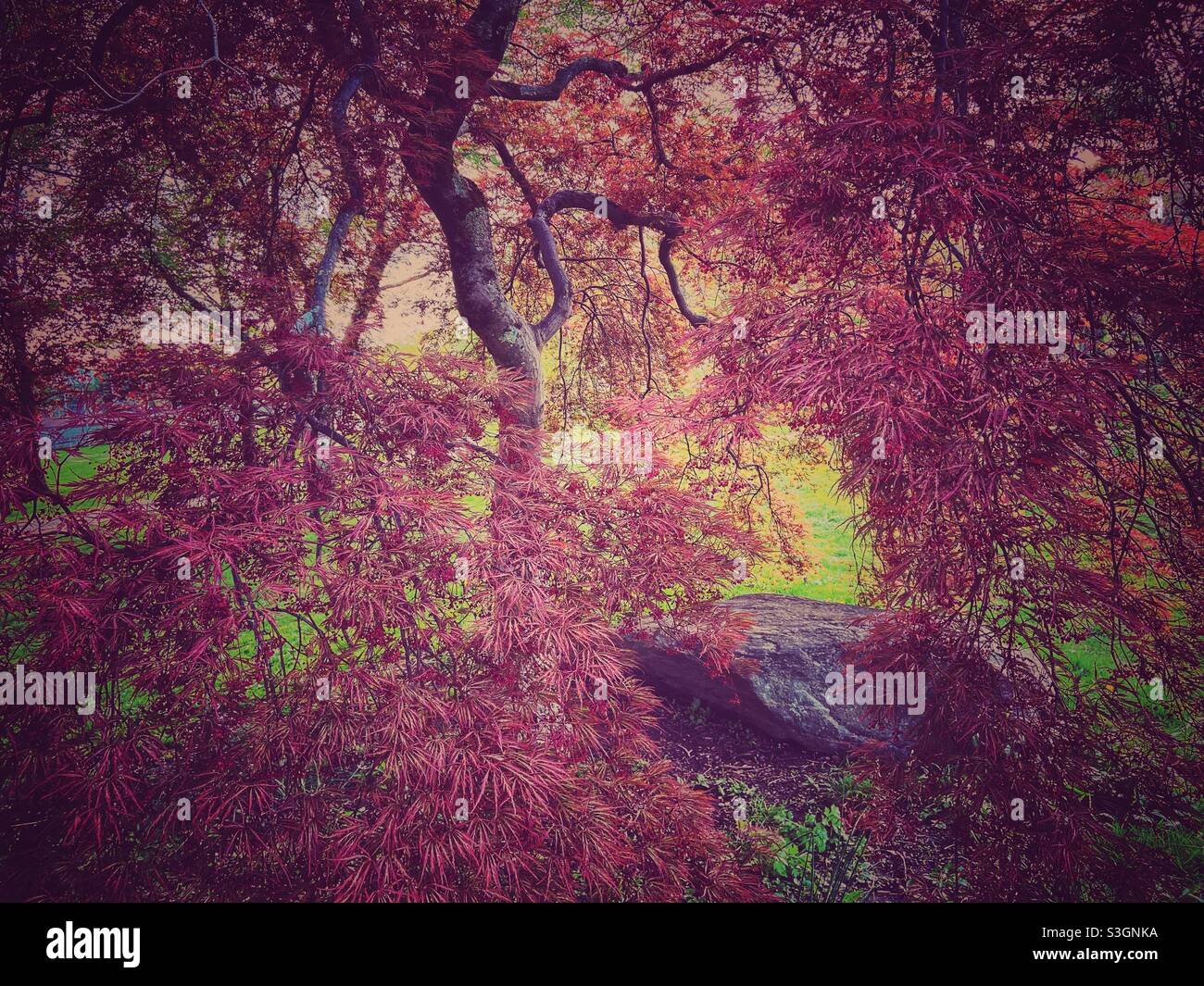 Beautiful Japanese Maple tree with a Victoria. era vintage style Stock ...