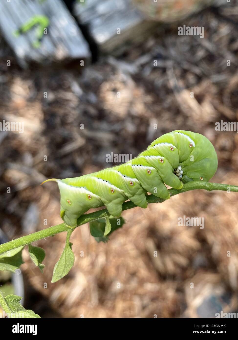 Tomato Worm White