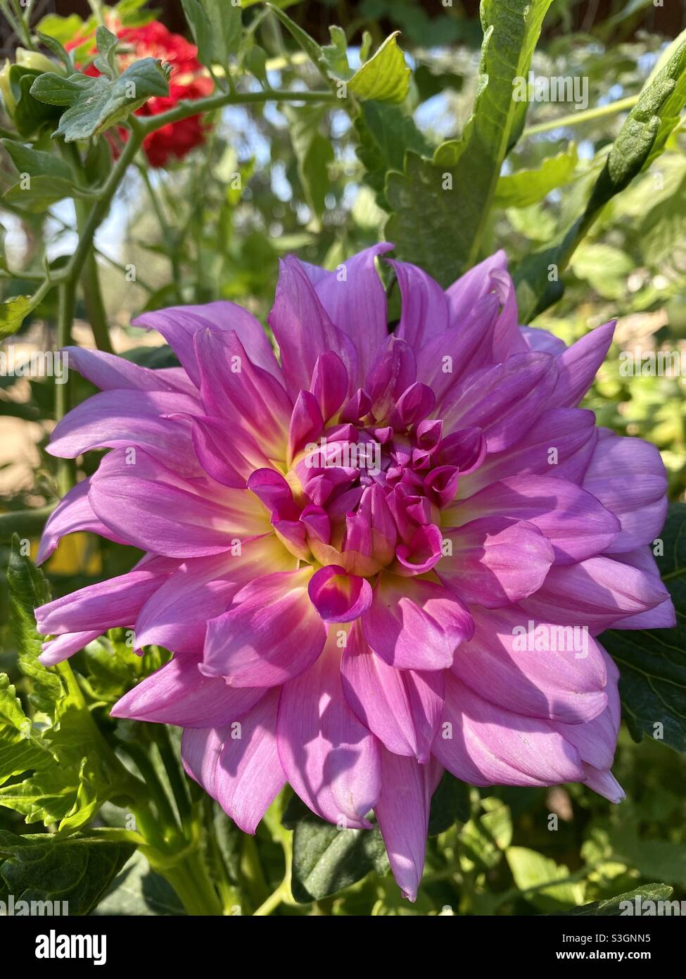 Dinnerplate hi-res stock photography and images - Alamy